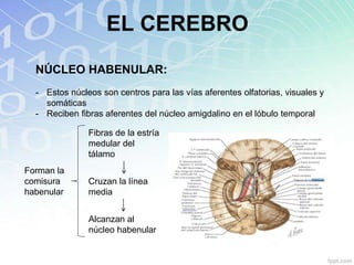 Cerebro | PPTX