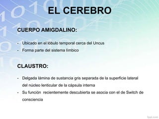 Cerebro | PPTX
