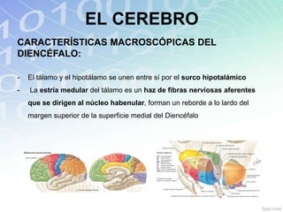 Cerebro | PPTX