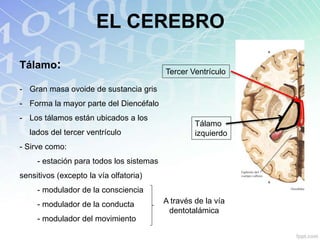 Cerebro | PPTX