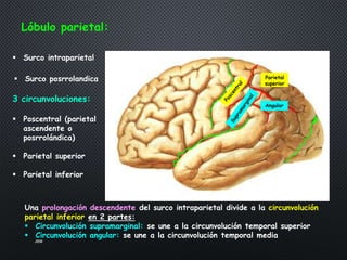 Cerebro | PPTX