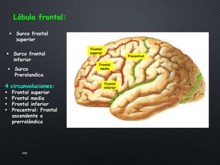 Cerebro | PPTX