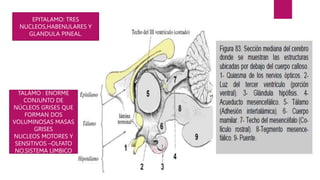 CEREBRO y demás, cerebelo y médula ósea.pptx