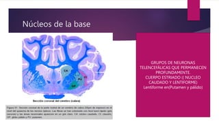 CEREBRO y demás, cerebelo y médula ósea.pptx