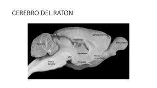 cerebro-raton.pptx