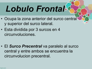 Hemisferios y Lóbulos Cerebrales. | PPTX