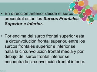 Hemisferios y Lóbulos Cerebrales. | PPTX