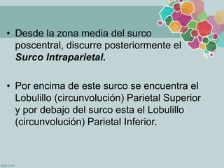 Hemisferios y Lóbulos Cerebrales. | PPTX
