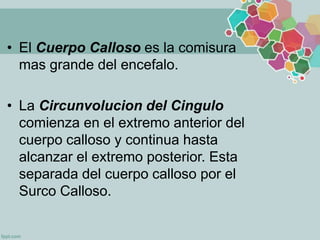 Hemisferios y Lóbulos Cerebrales. | PPTX