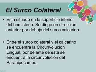 Hemisferios y Lóbulos Cerebrales. | PPTX