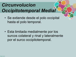Hemisferios y Lóbulos Cerebrales. | PPTX