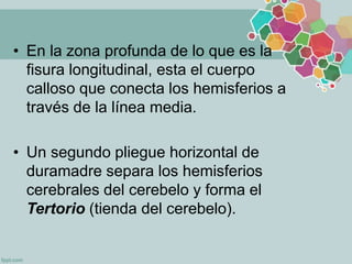 Hemisferios y Lóbulos Cerebrales. | PPTX
