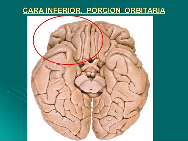Cerebro