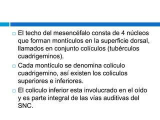 Sistema nervioso central | PPTX