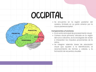 CEREBRO🧠 2.pdf lóbulos cerebrales anatomía | PDF