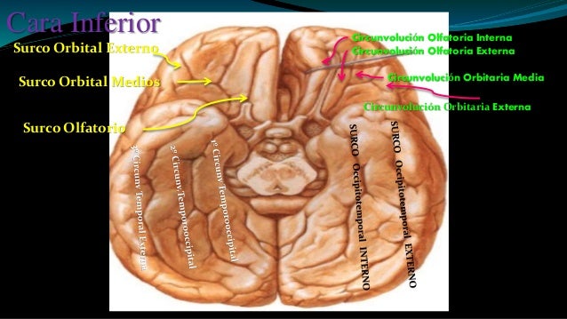 Cerebro aplicada
