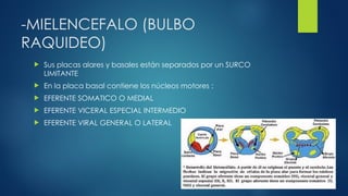 cerebro2E INTRODUCCION ALA GENETICA.pptx