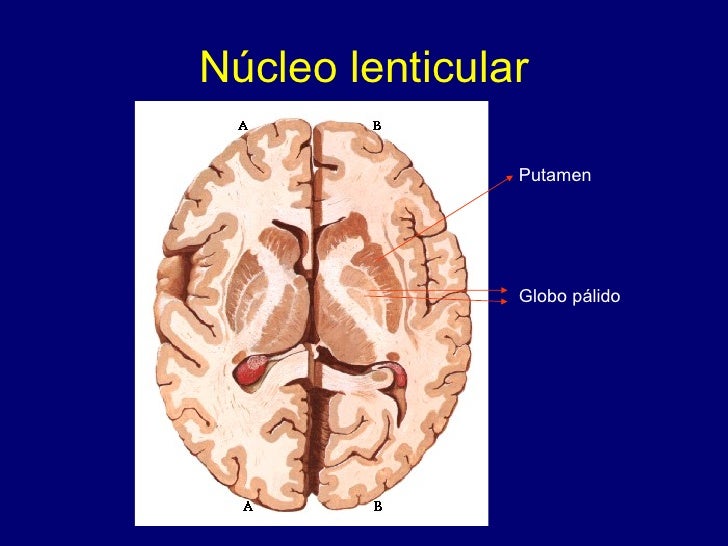 Cerebro Configuración Interna