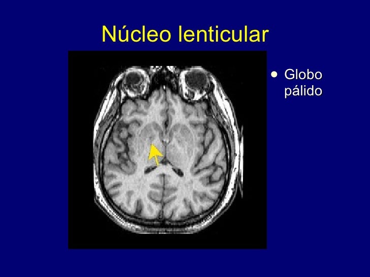Cerebro configuración interna