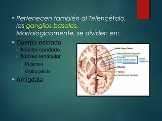 Anatomia del Cerebro | PPT