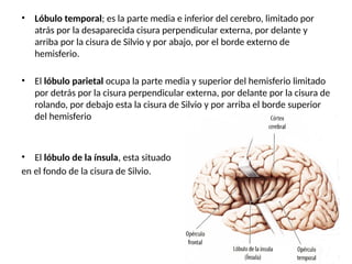 Neuroanatomia, Cerebro, LCR, ventriculos.pptx