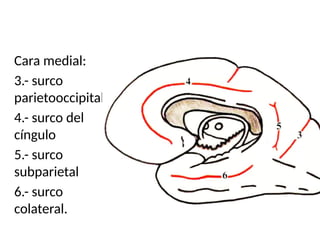 Neuroanatomia, Cerebro, LCR, ventriculos.pptx