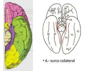 Neuroanatomia, Cerebro, LCR, ventriculos.pptx