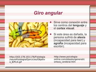 Cerebrolenguaje_manoliycarmen | PPT