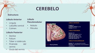 Anatomía del encéfalo , médula espinal.. | PPTX