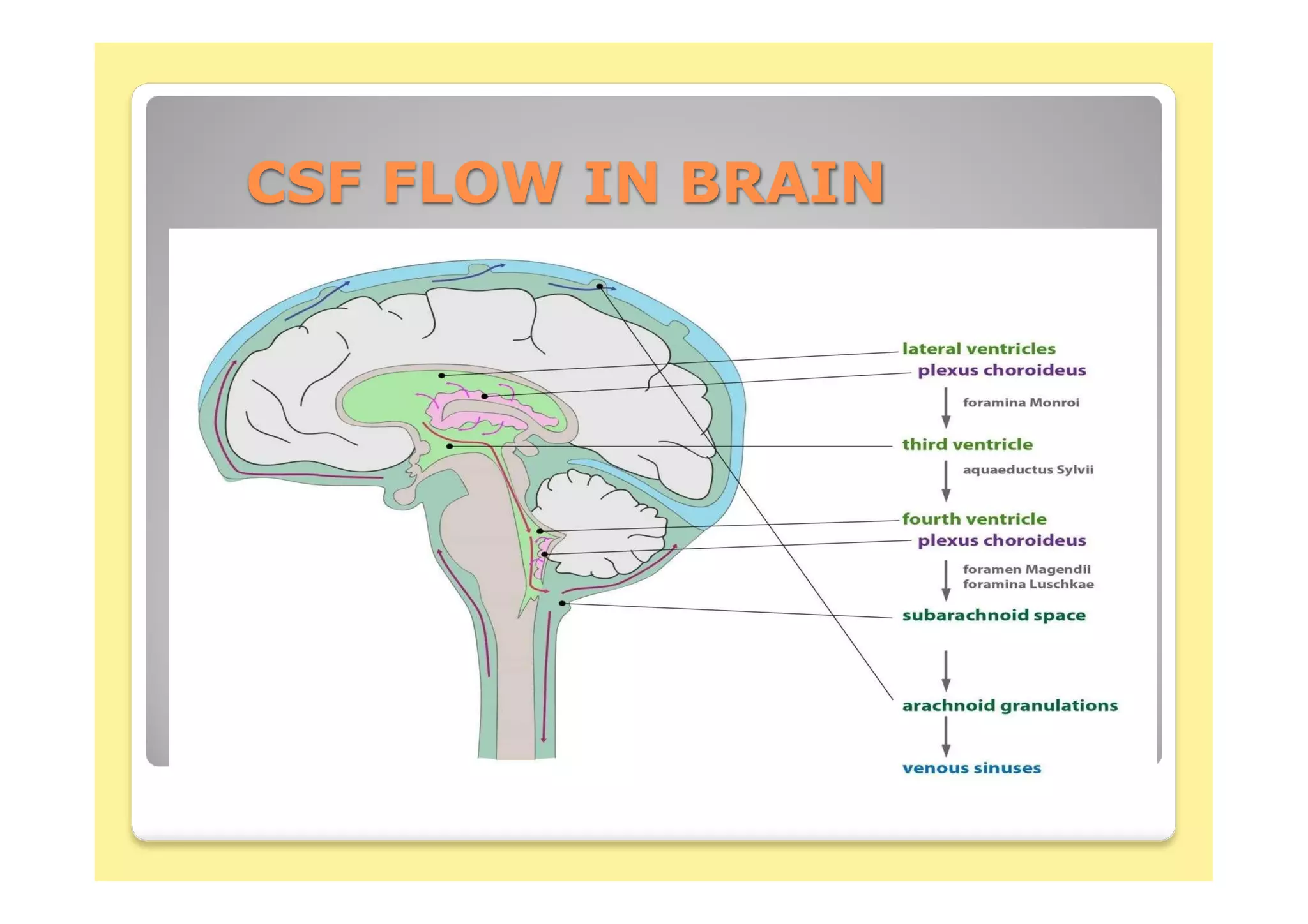 Cerebrolspinal fluid (csf) and management of increased intracranial ...