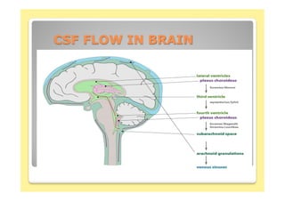 Cerebrolspinal fluid (csf) and management of increased intracranial ...