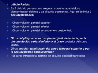 Cerebro morfologia externa corteza cerebral y arias cortical - copia | PPTX