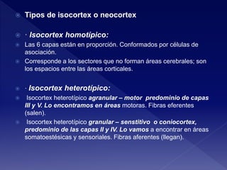 Cerebro morfologia externa corteza cerebral y arias cortical - copia | PPTX
