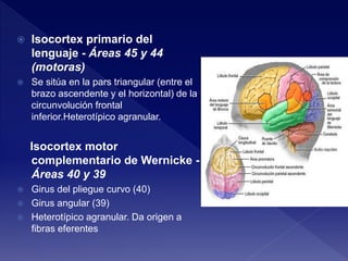 Cerebro morfologia externa corteza cerebral y arias cortical - copia | PPTX