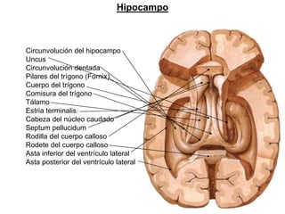 Cerebro | PPT