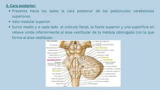Cerebro Posterior.pdf