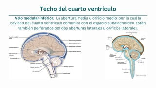 Cerebro Posterior.pdf