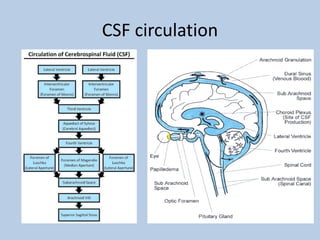 Cerebrospinal fluid (CSF) and interpreting lumbar puncture | PPTX