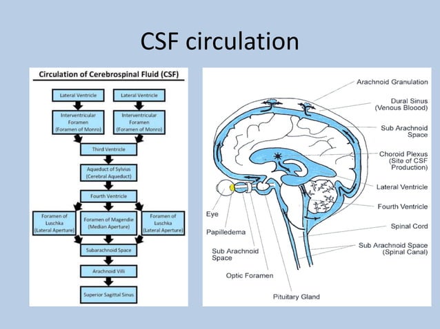 Cerebrospinal fluid (CSF) and interpreting lumbar puncture | PPTX