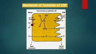 Cerebrospinal fluid | PPTX