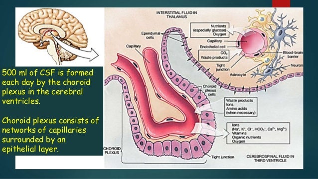 Cerebrospinal fluid