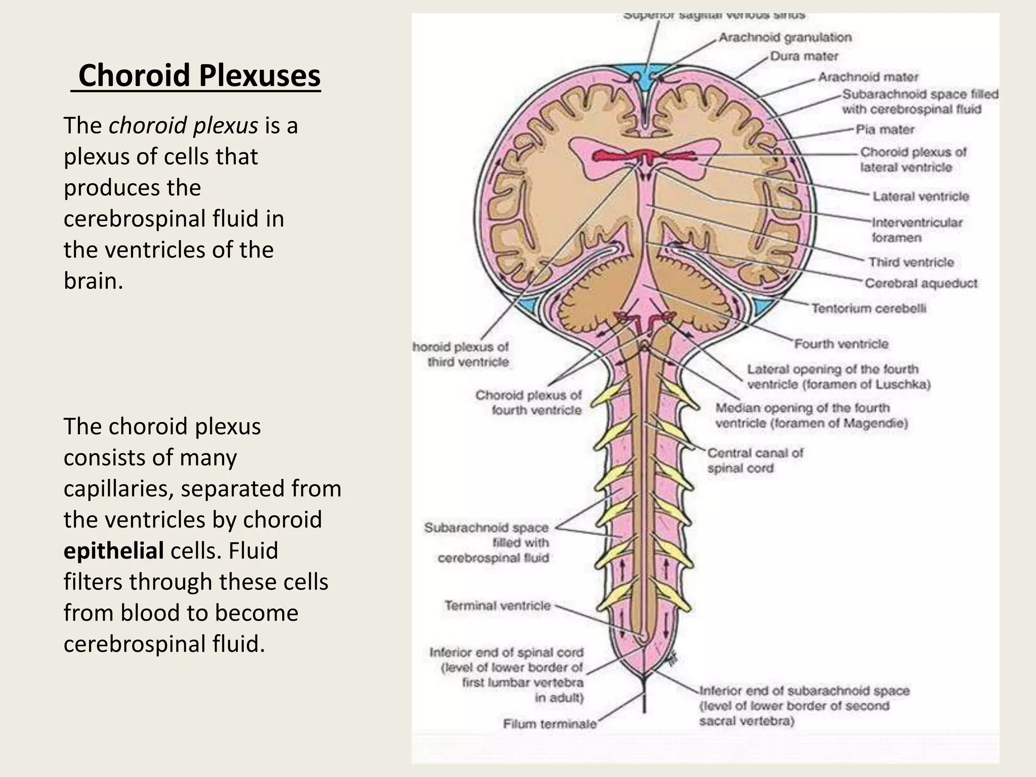 Cerebrospinal fluid | PPTX