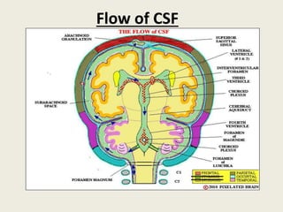 Cerebrospinal fluid | PPTX