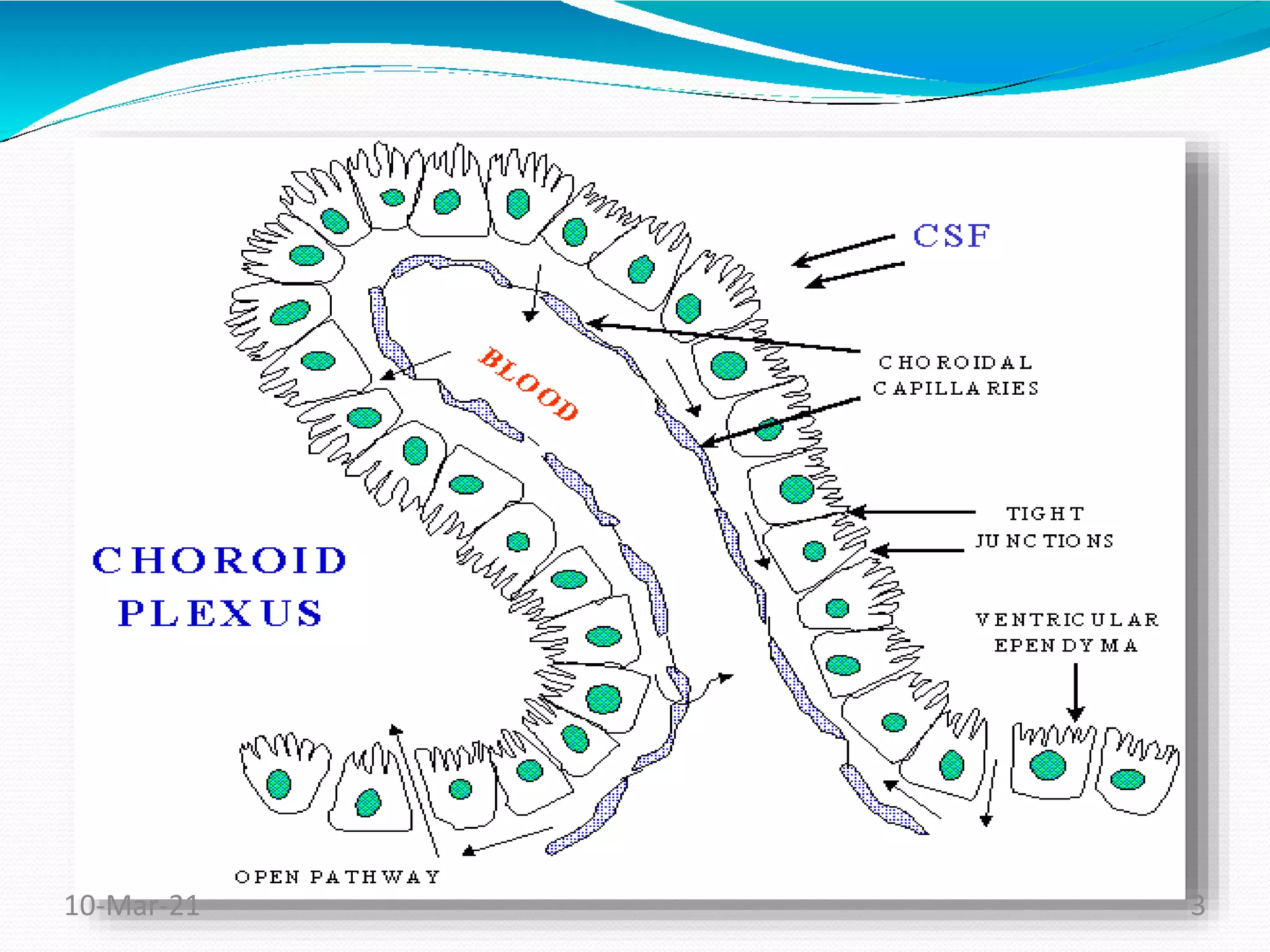 Cerebrospinal fluid, Anatomy and Physiology, Nervous system | PPTX