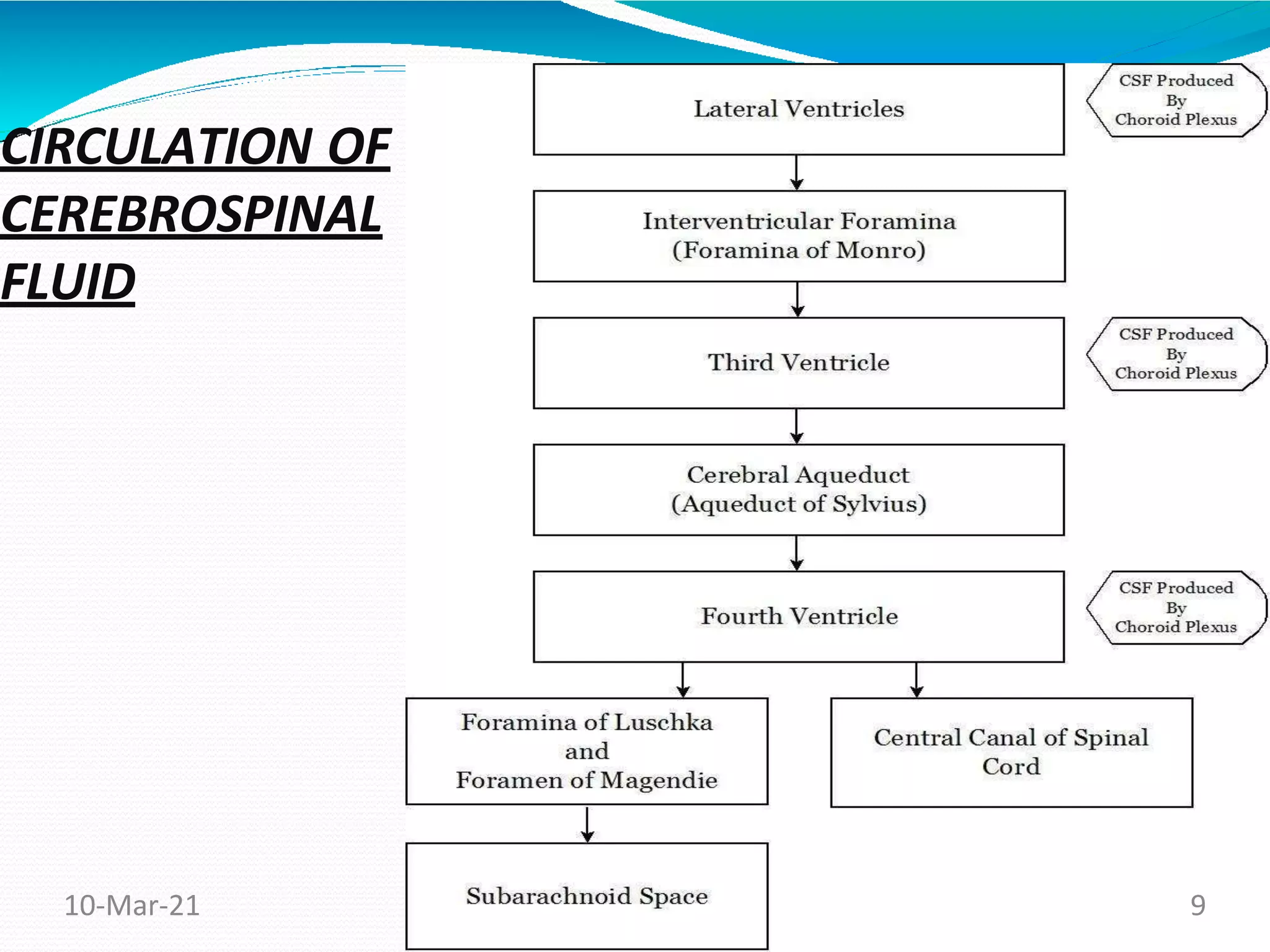 Cerebrospinal fluid, Anatomy and Physiology, Nervous system | PPTX