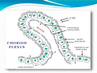 Cerebrospinal fluid, Anatomy and Physiology, Nervous system | PPTX