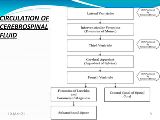 Circulation Of Cerebrospinal Fluid Flow Chart