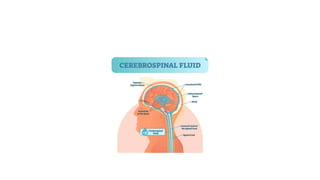 Cerebrospinal fluid.pptx