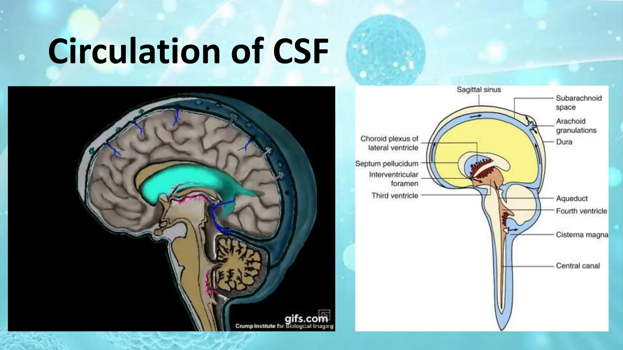 CEREBROSPINAL FLUID - A BRIEF PPT FOR NURSING AND MBBS | PPTX