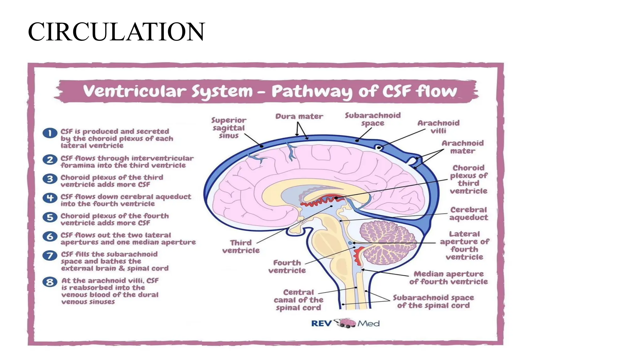 CEREBROSPINAL FLUID FLOW. POWERPOINT(ppt | PPTX
